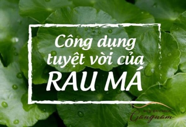 Thành phần & tác dụng của cây rau má đối với sức khỏe